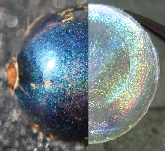 Chiral optics of helicoidal cellulose nanocrystal films – Botanic ...