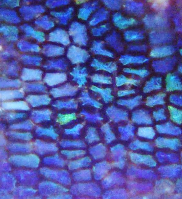 Using structural colour to track length scale of cell‐wall layers in ...