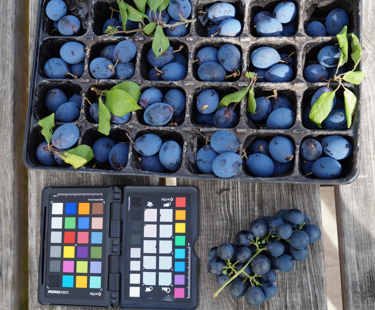 Self-assembled, disordered structural color from fruit wax bloom ...